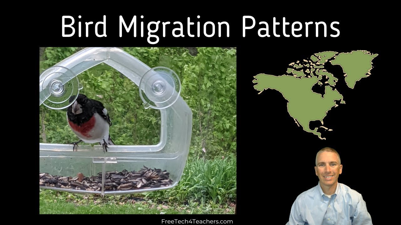 A Neat Map for Viewing Bird Migration Patterns