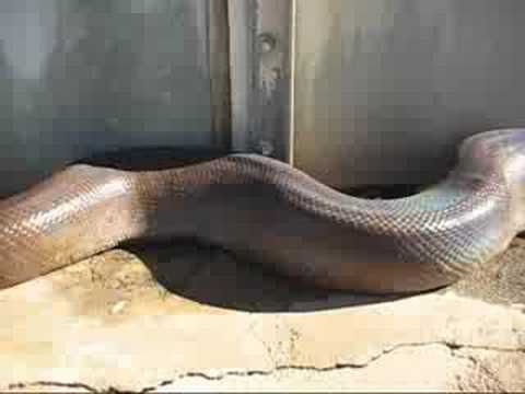 Unbelievable and very scary Anaconda snake bite!