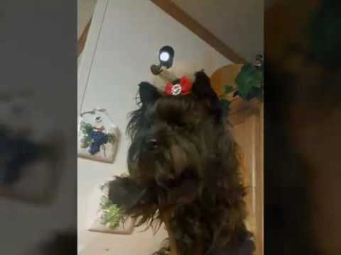 Merle Yorkies of America. BREED BY EVANGELINE WASHINGTON