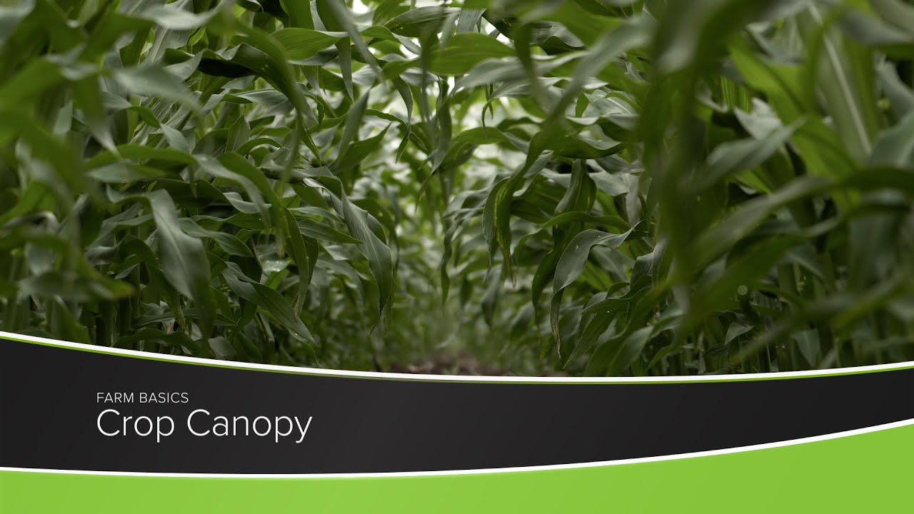Crop Canopy
