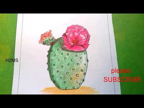 Cactus Flower Drawing with Pencil Step by Step – I'm Youtuber – Follow ...