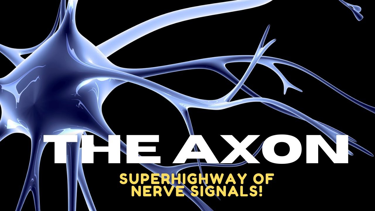 Axon Explained: Structure, Function & Role in Neurons