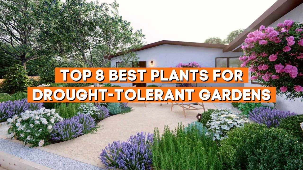 Top 8 Best Plants for Drought Tolerant Gardens ☀️✨ // PlantDo Home & Garden