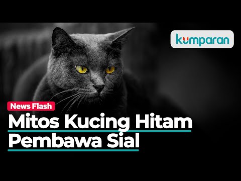 Kucing Hitam Pembawa Sial, Dari Mana Asal Mitos Ini? | kumparan.com
