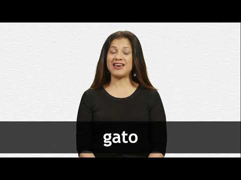 English Translation of “GATO” | Collins Spanish-English Dictionary