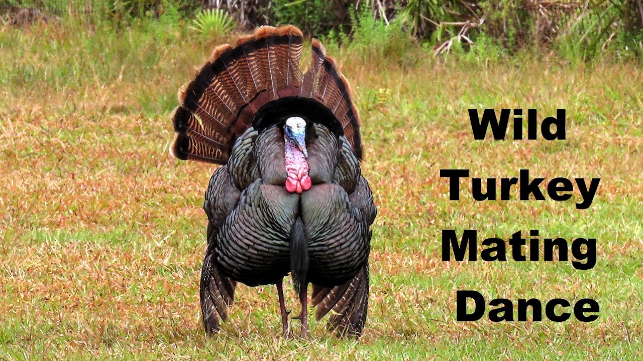 Wild Turkey Mating Ritual Dance