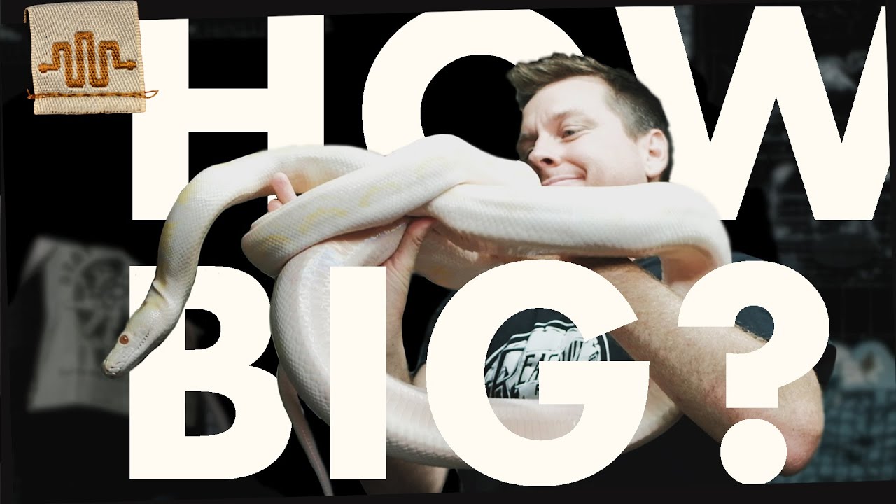How BIG are Super Dwarf Reticulated Pythons? | HYPE vs REALITY