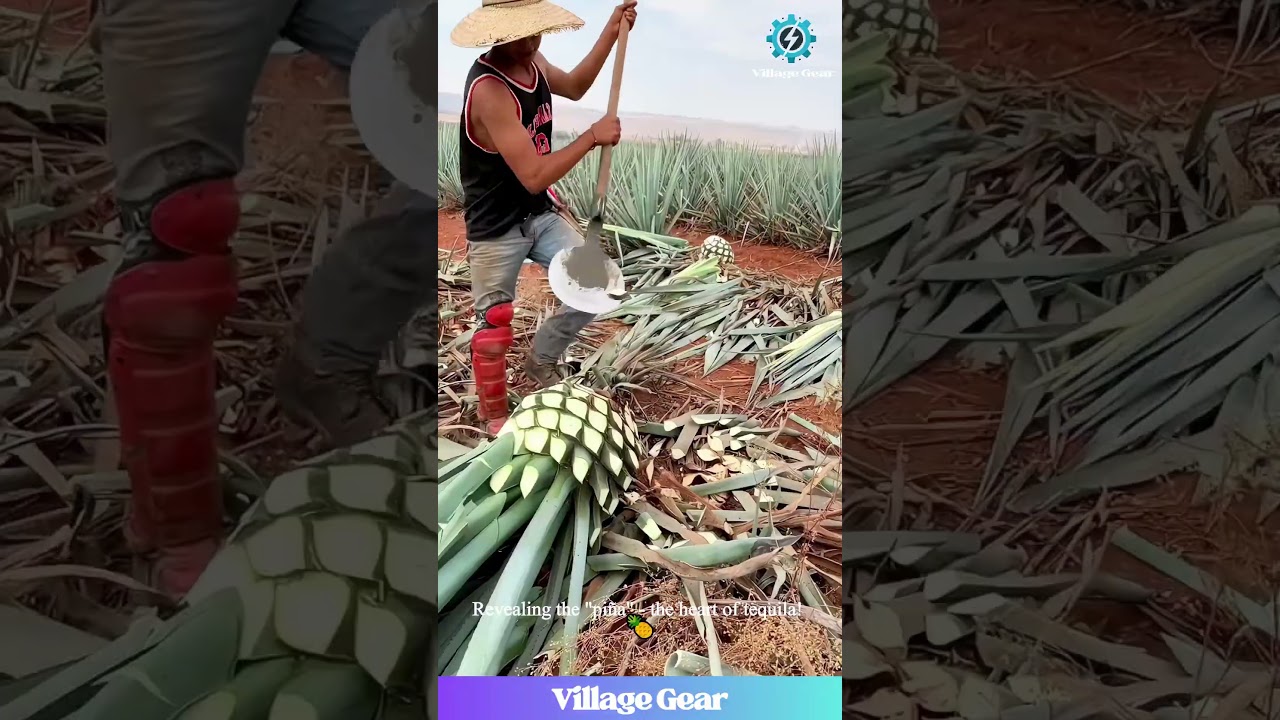 ULTIMATE Agave Harvest! 🍍 Watch Pros Carve a GIANT Pineapple of Tequila! So Satisfying! #tequila