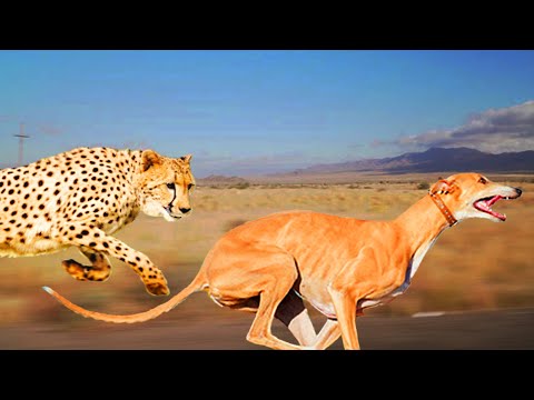 Top 10 Fastest Animals in the World - Fastest Runners on this Planet