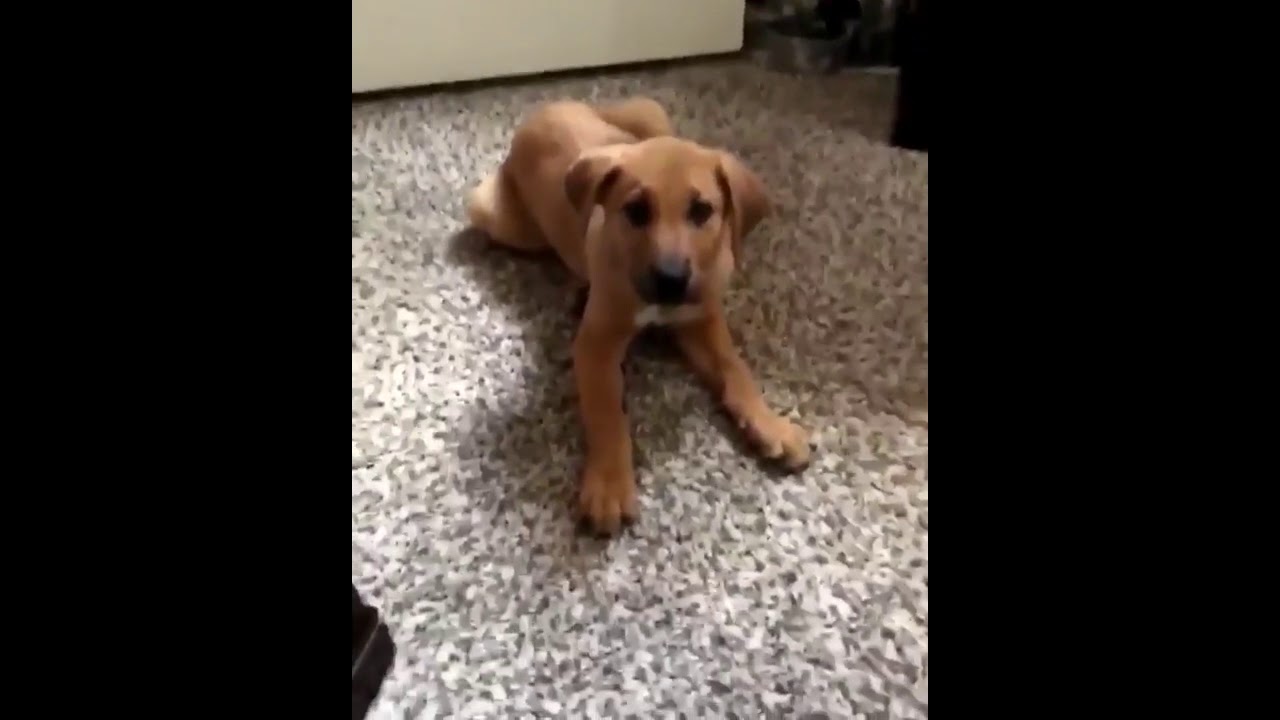 A dog 🐕 says thank you