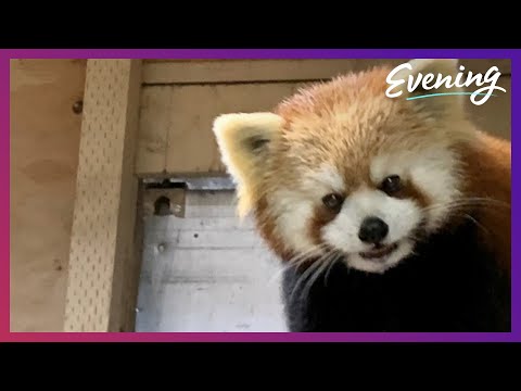 Meet the real-life inspo for Disney's 'Turning Red' ❤️ Woodland Park Zoo's Red Pandas