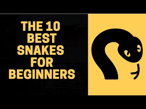 10 Best Snakes For Beginners