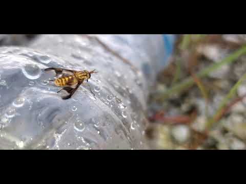 Yellow Flies: Tips for Dealing with this Florida Pest - 30A