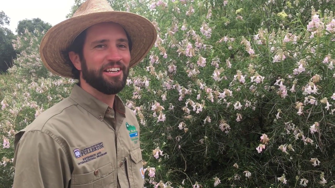 Arboretum Feature | Desert Willow