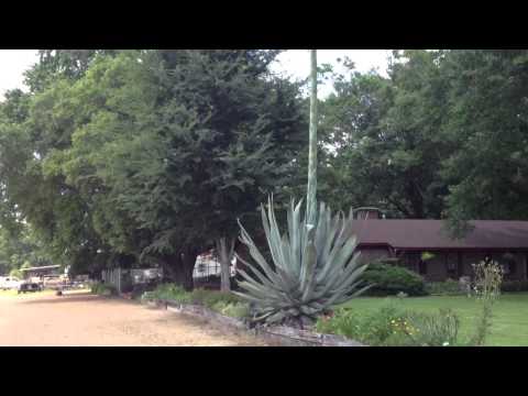 Century Plant (Agave Americana) Blooming