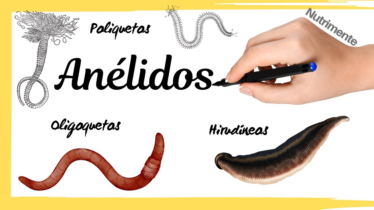 Phylum Annelids (Polychaetes, Oligochaetes and Hirudinea)