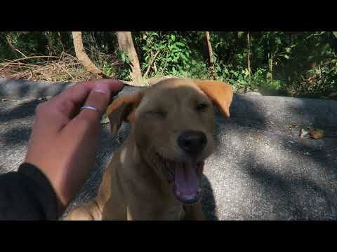 Stray Dog with Nuclear Sclerosis(?)