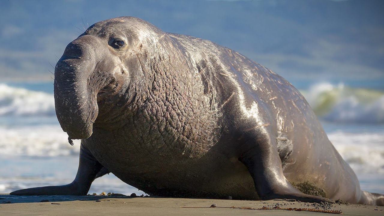 TOP 10 MAMÍFEROS ACUÁTICOS QUE TIENES QUE VER