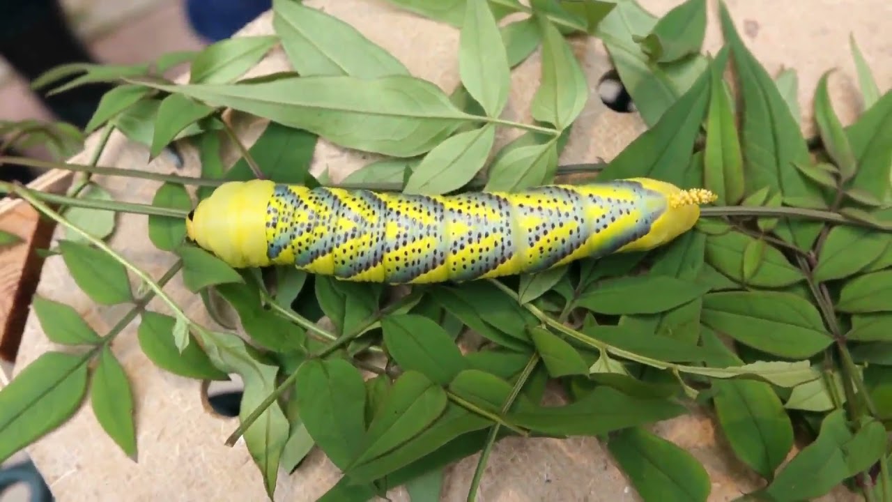 Death's Head Hawk-moth caterpillars at Radlett 2014
