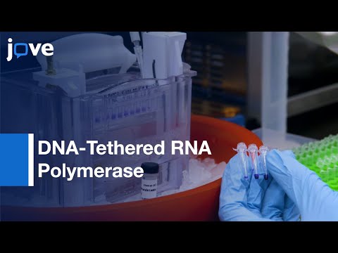 DNA-Tethered RNA Polymerase: Programmable Transcription & Molecular Computation l Protocol Preview