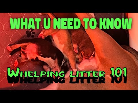 HOW TO WHELP A LITTER OF PUPPIES -COMPLETE GUIDE