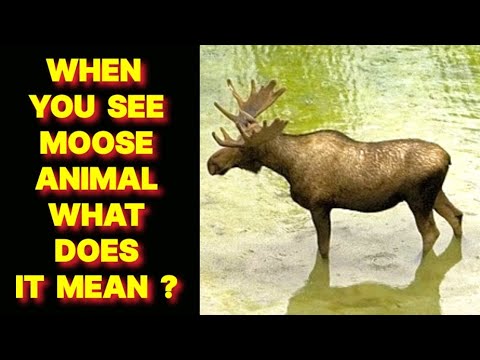 WHEN YOU SEE A MOOSE ANIMAL WHAT DOES IT MEAN ?