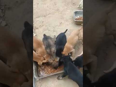 Ravished Puppies in Thailand Fighting For A Spot To Eat