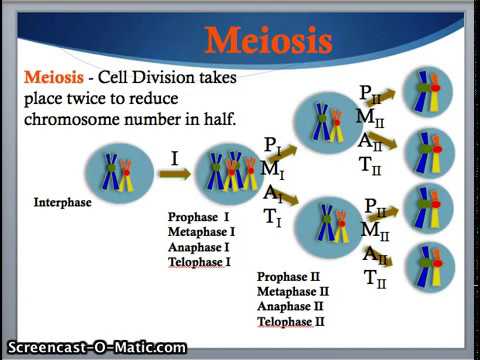 Meiosis Review