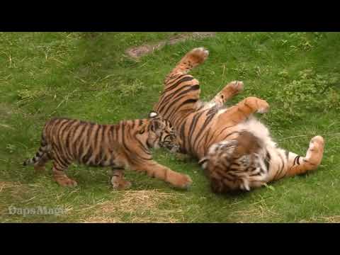 Tiger Cub Basko Makes Big Leap at Disney's Animal Kingdom