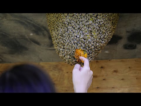 Japan Special Techniques to Harvest Honey