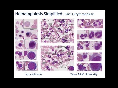 Hematopoiesis Simplified - Part 1 Erythropoiesis