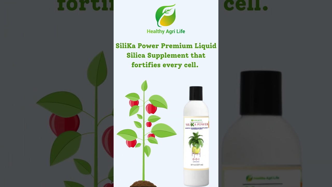 SiliKa Power – Premium Liquid Silica Plant Fertilize