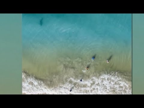 11 Close Encounters of the Shark Kind