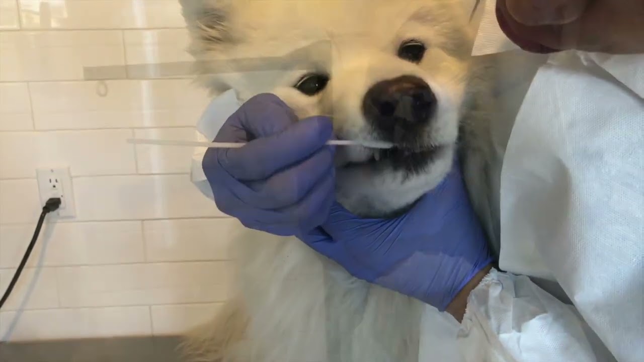 Pet Microbiome Test for Diagnosis and Treatment | MiDOG