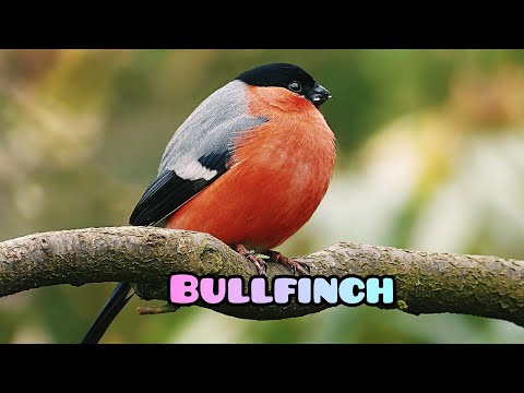 the bullfinch