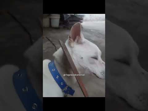 Anak kucai #dubinglucu #dubbing #dubbingvideo #dubbingcomedy #funny #fyp #fypシ゚viral #viralvideo