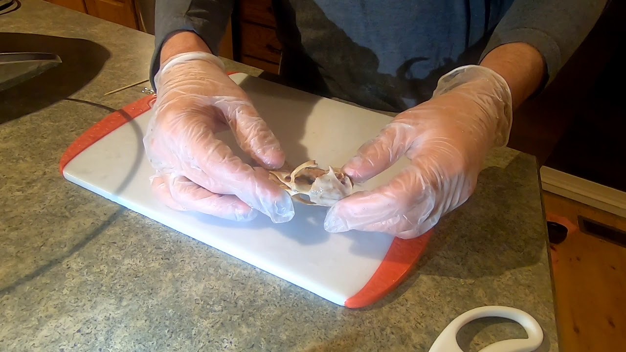 How to Clean a Muskrat Skull for Display / Selling