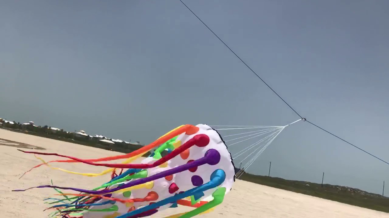 Willi Koch Hydroid - Premiere Collection Fly