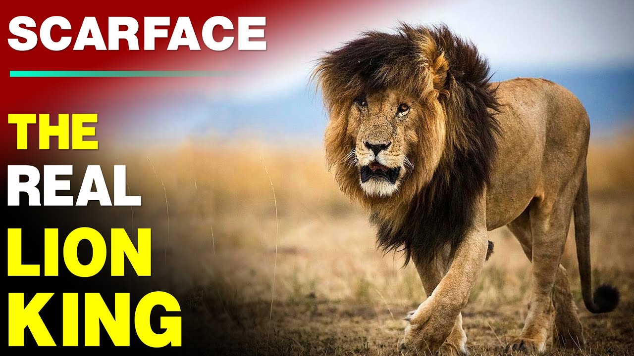 The Legendary Lion Scarface: A Tale of Triumph and Tragedy in the ...