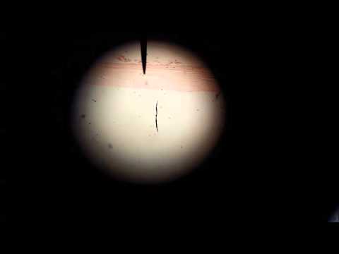 dense regular connective tissue