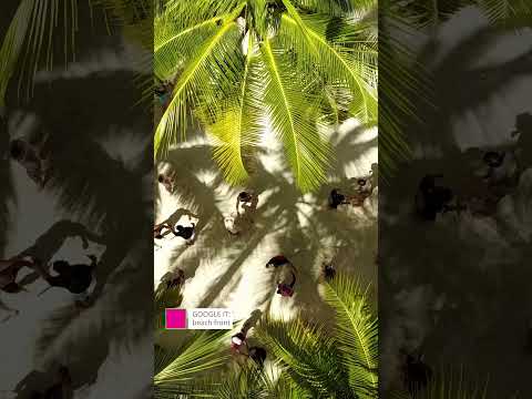 Kali Training underneath the Palm Trees | Pekiti Tirsia Tactical Association Training Conference