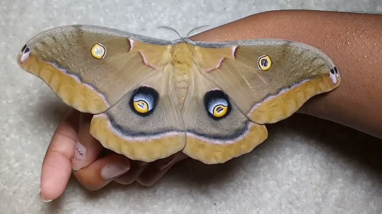 Cherry the Polyphemus Moth: The Emergence & Release of the Last and Smallest of the three cocoons!