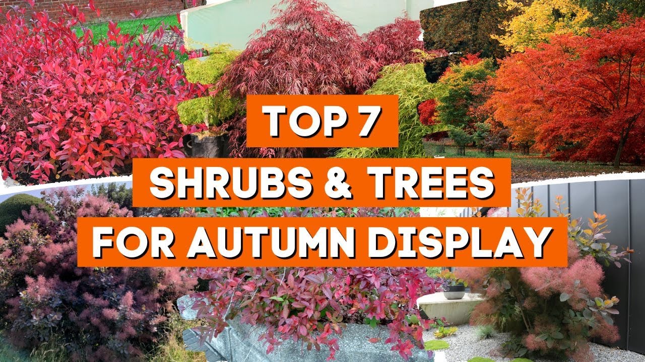 7 Best Shrubs and Trees for a Beautiful Autumn Display 🍁🌲🌳
