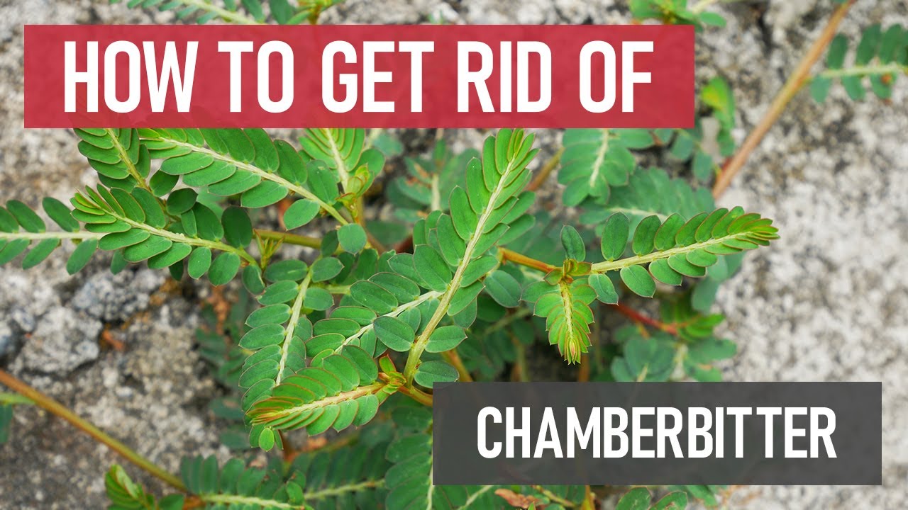 Chamberbitter Control: How to Get Rid of Chamberbitter | DIY ...