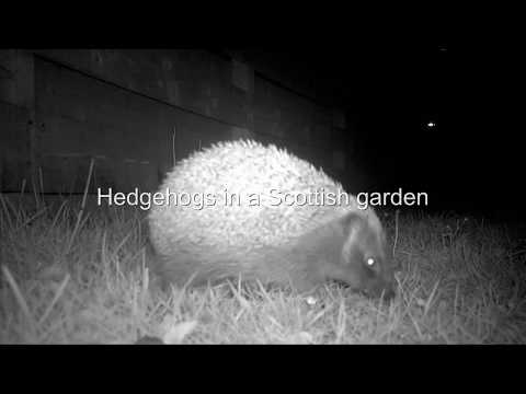 Hedgehogs in a Scottish garden