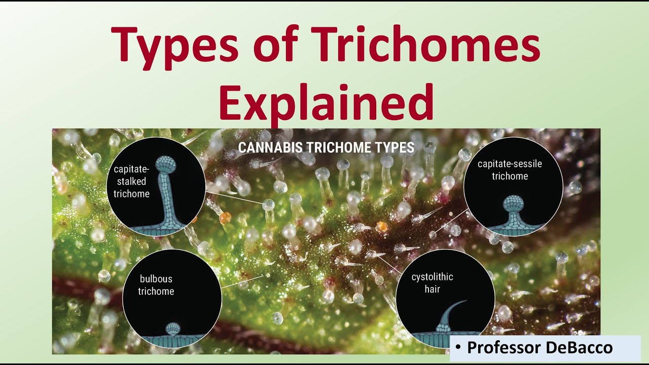Types of Trichomes Explained