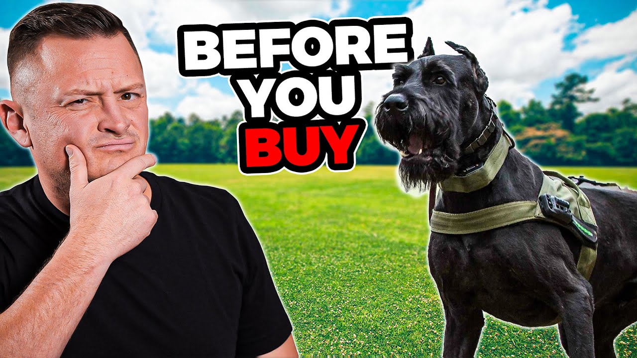 Is The GIANT Schnauzer Right For You?!