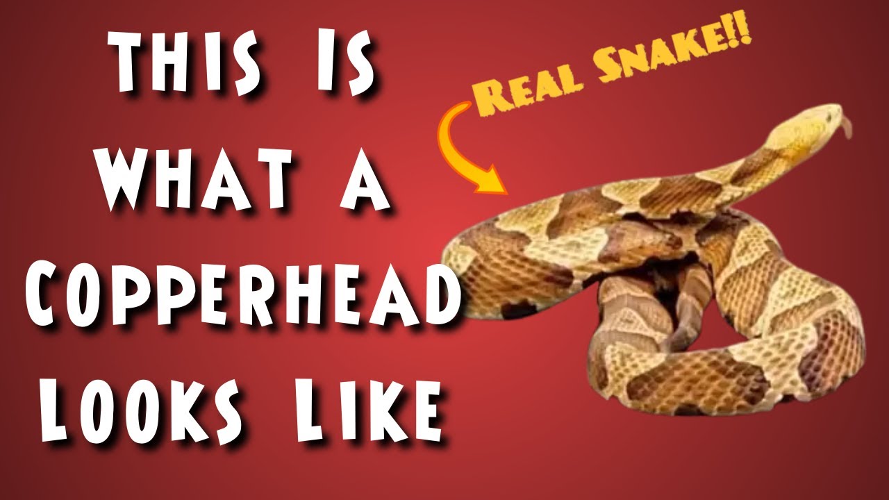 What Does a Copperhead Look Like?