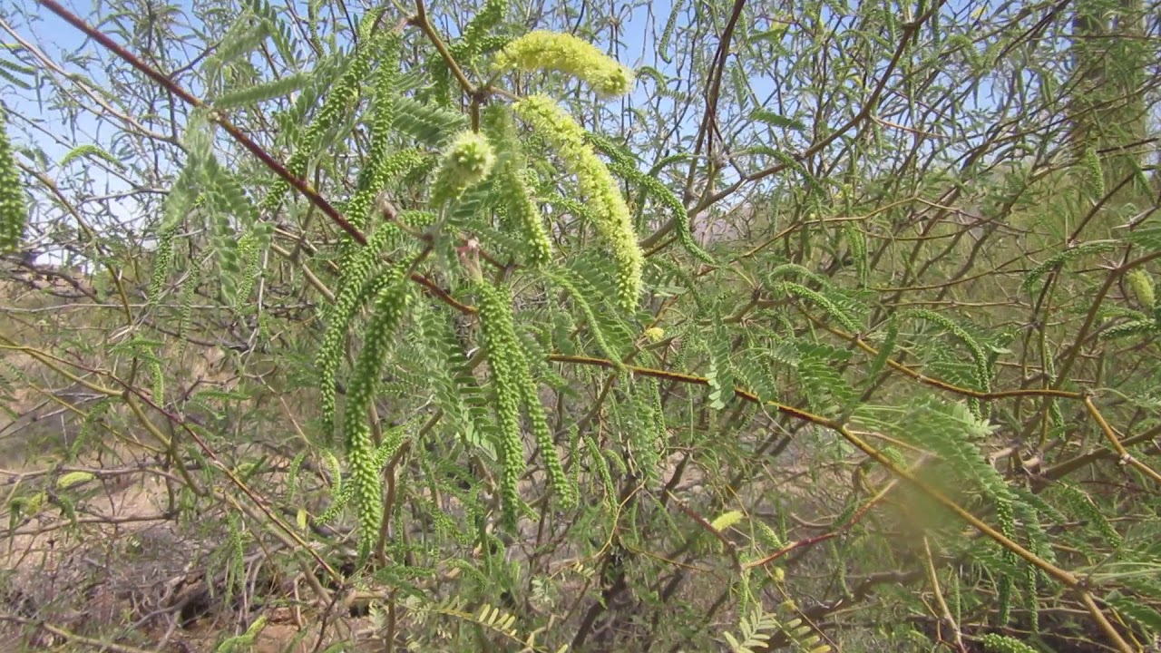 Velvet Mesquite- Prosopis velutina