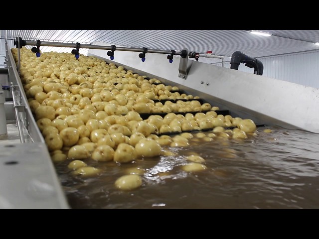 HJV Engineering | Home | Food Processing Solutions | Line Automation